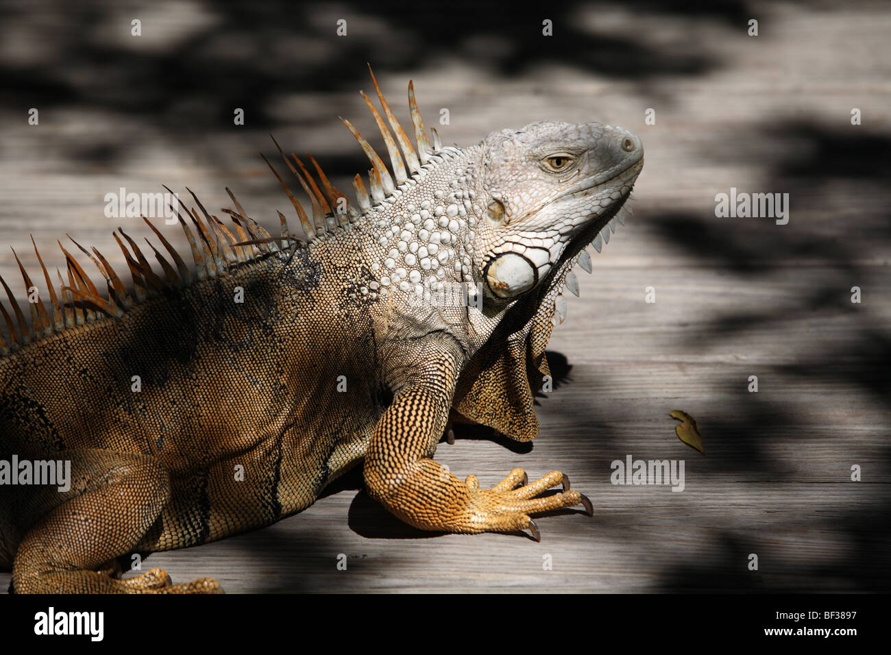 Iguanids hi-res stock photography and images - Alamy