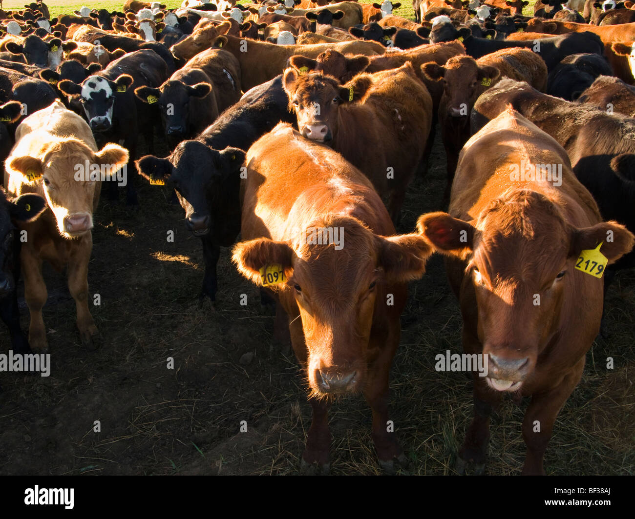 Bovine breeds hi-res stock photography and images - Alamy