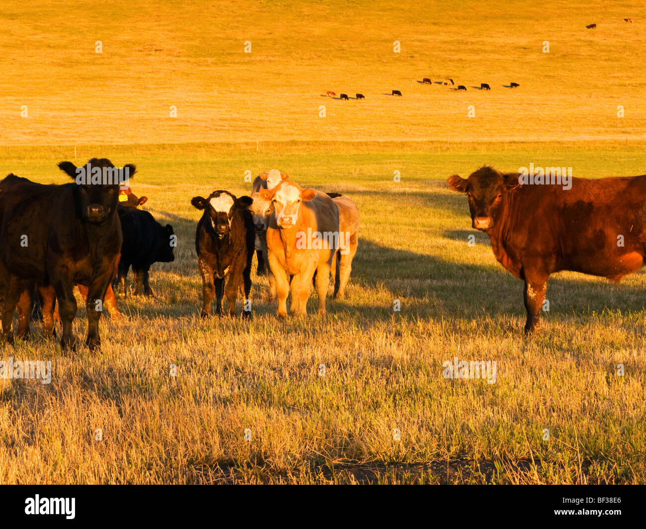 Mixed farming breeds hi-res stock photography and images - Alamy