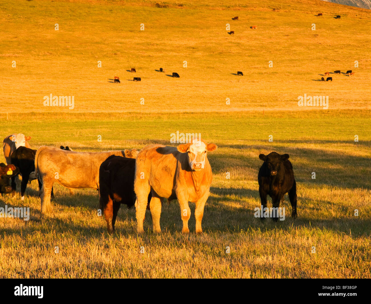 Canada Alberta Beef High Resolution Stock Photography and Images - Alamy