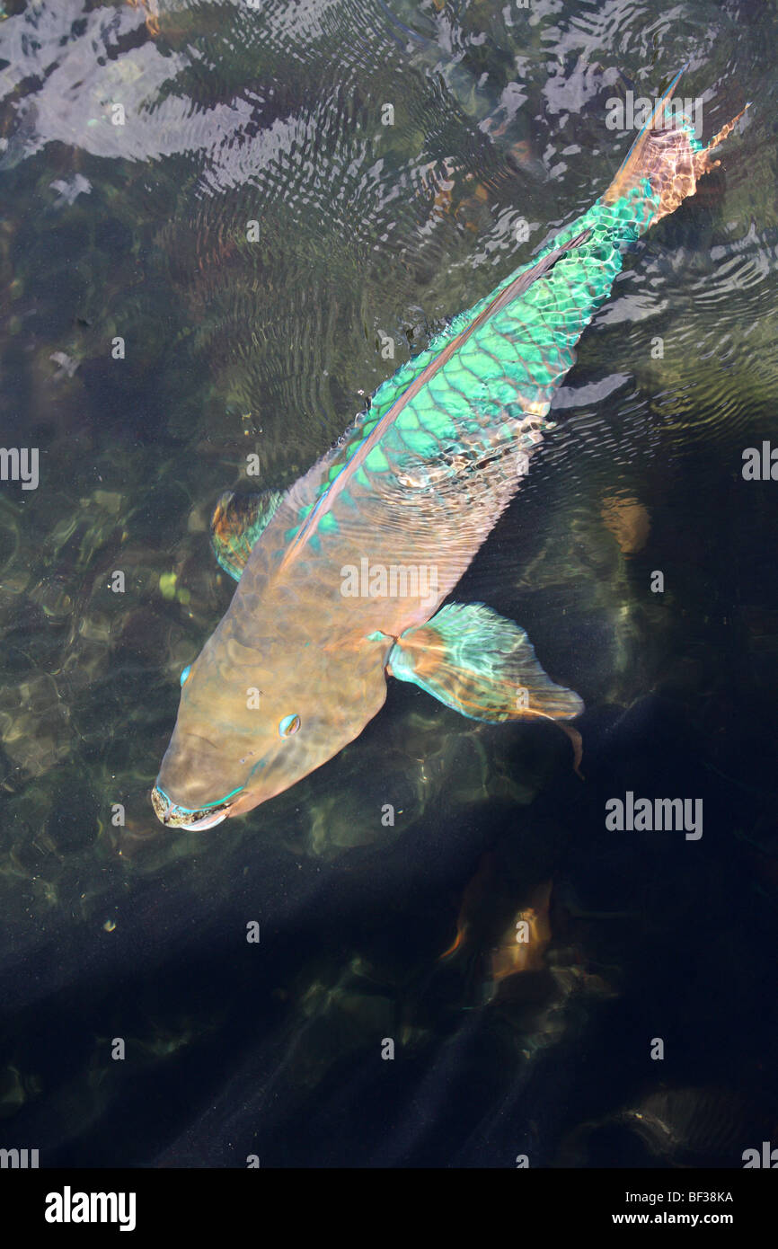 Fat lip hi-res stock photography and images - Alamy