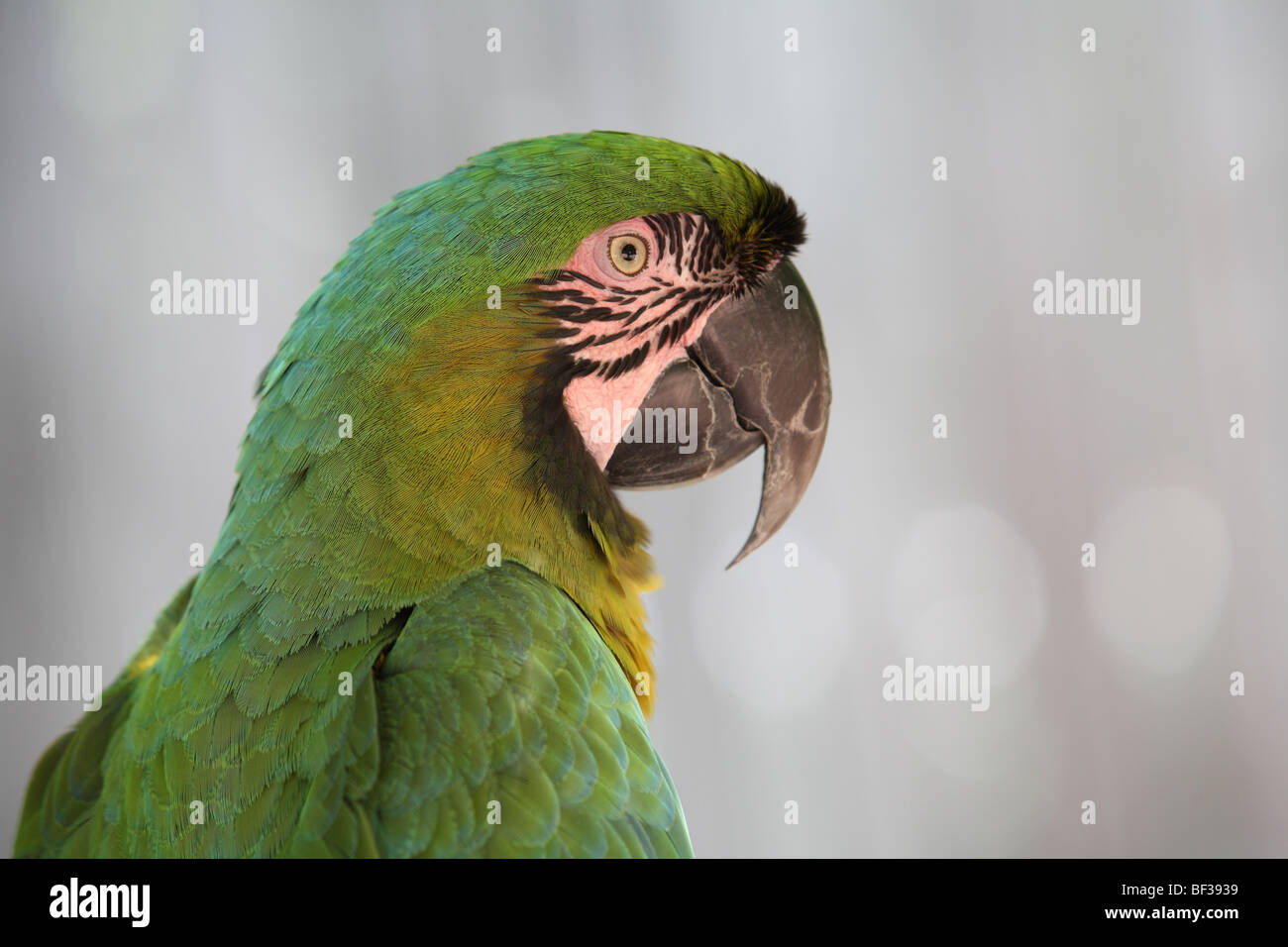 Domesticated macaw hi-res stock photography and images - Alamy