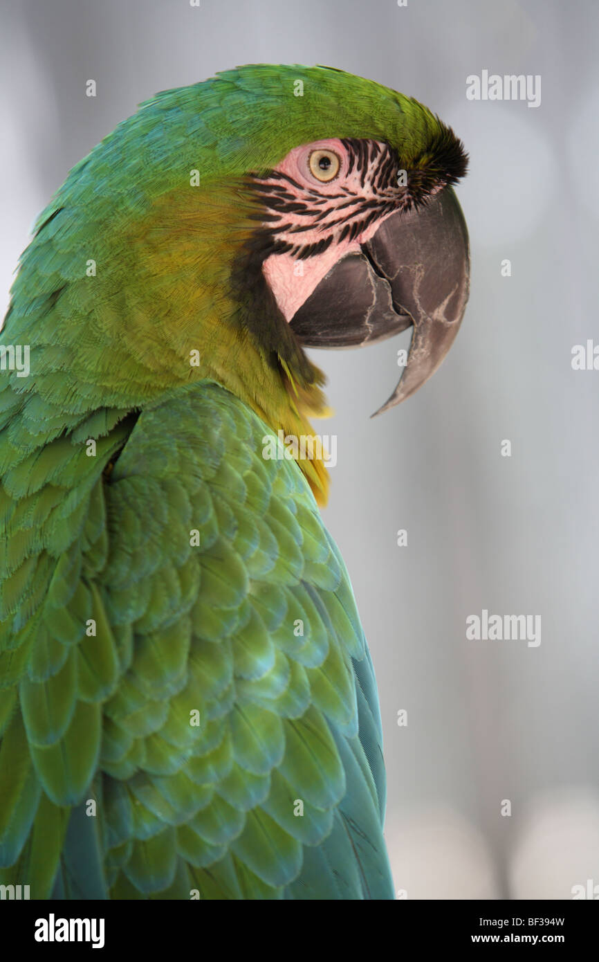 Domesticated macaw hi-res stock photography and images - Alamy