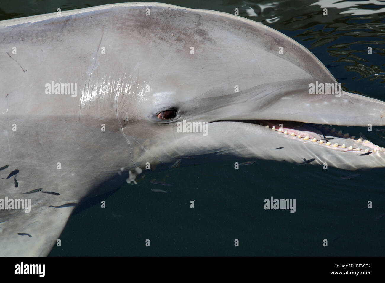 Dolphin friendly tuna hi-res stock photography and images - Alamy