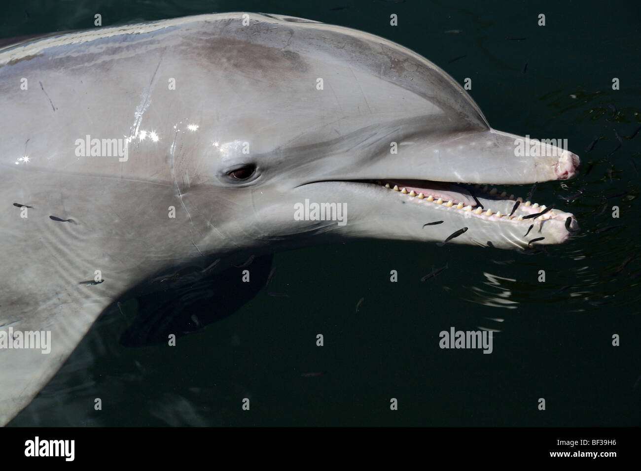 Dolphin friendly tuna hi-res stock photography and images - Alamy