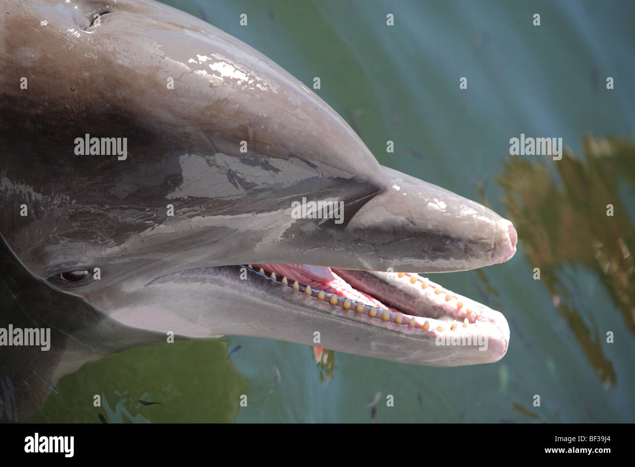 Dolphin friendly tuna hi-res stock photography and images - Alamy