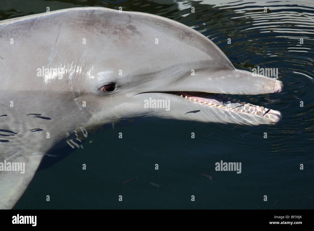 Dolphin eye close up hi-res stock photography and images - Alamy