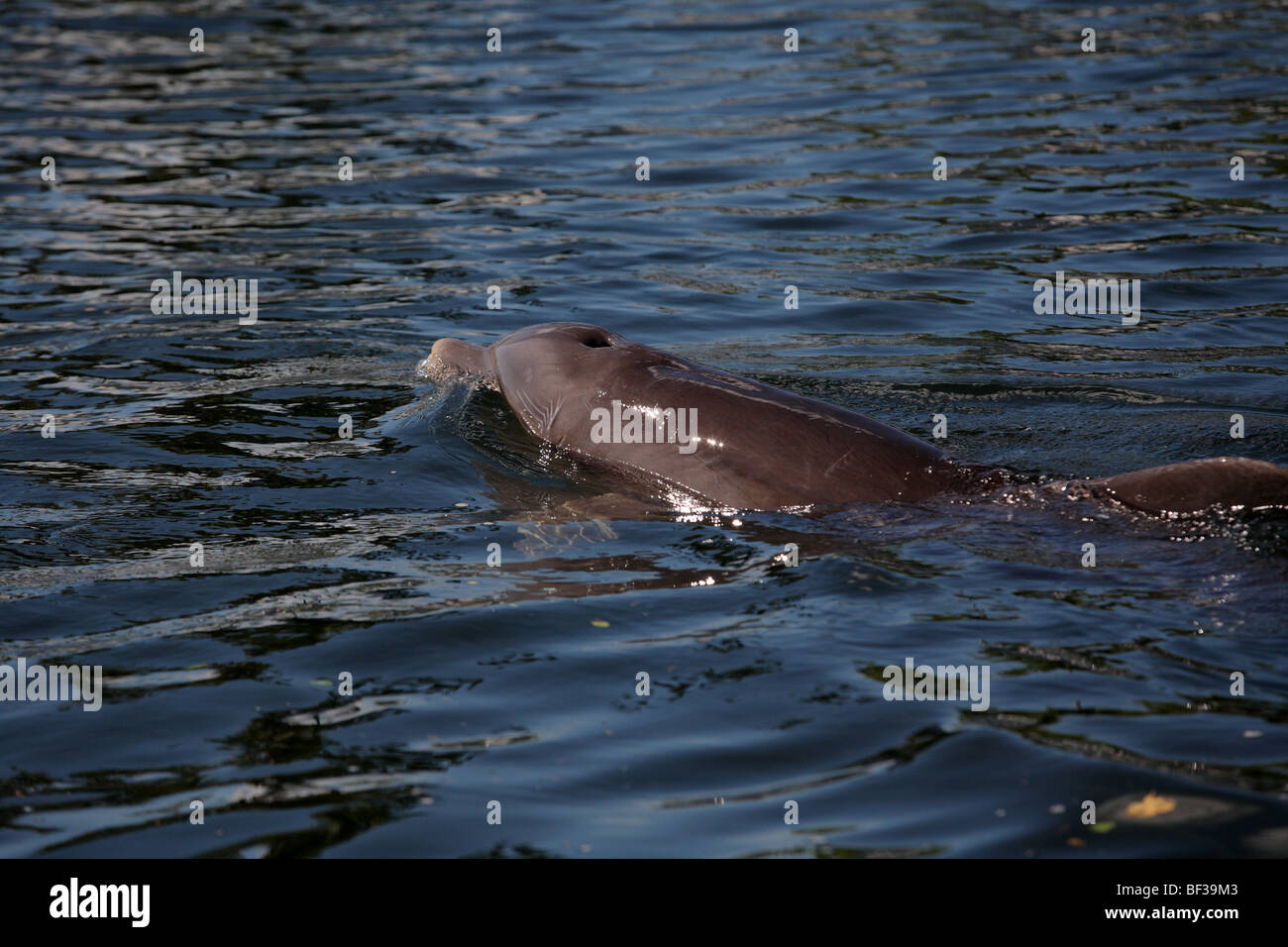 Dolphin friendly tuna hi-res stock photography and images - Alamy