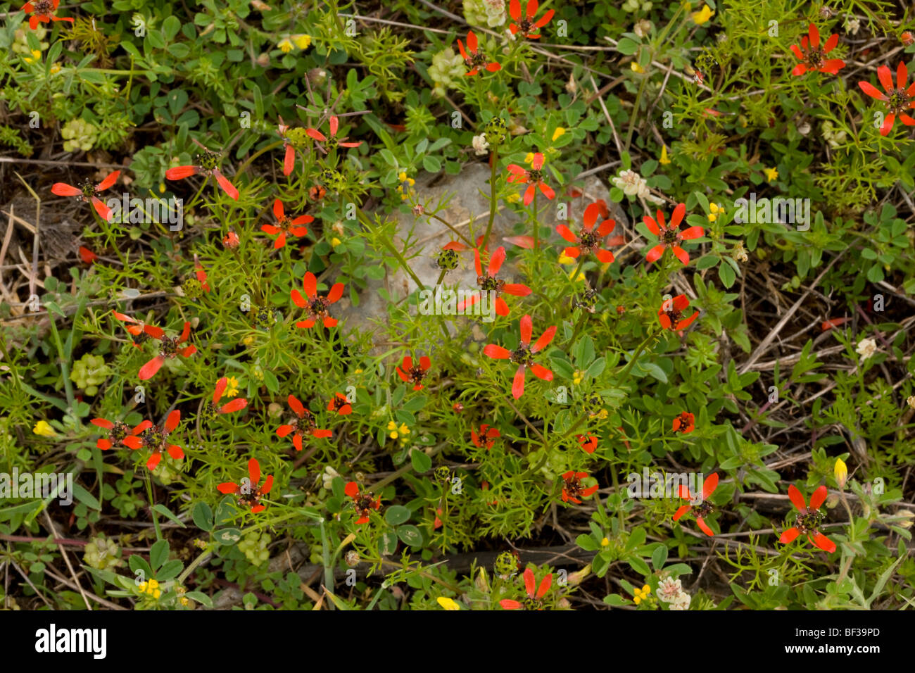 Pheasant's eye Adonis annua in abundance on Mt Parnassus, Greece Stock ...