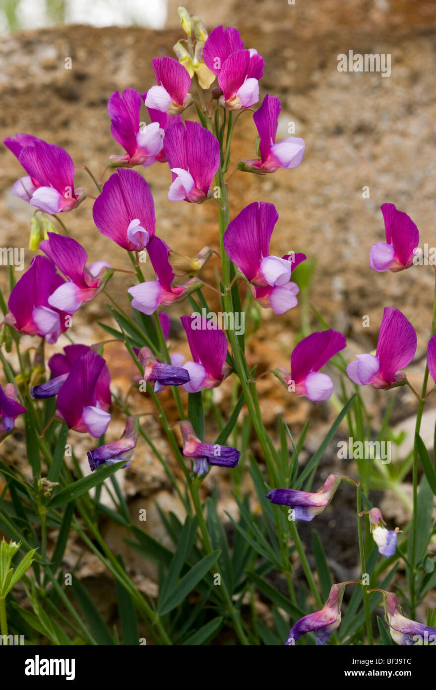 A vetchling Lathyrus digitatus in flower on Mount Parnassus, Greece ...