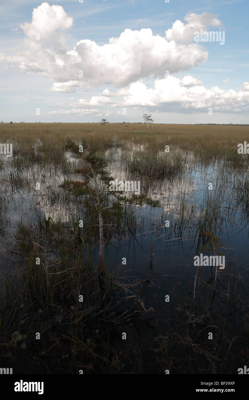 Everglades florida vertical hi-res stock photography and images - Alamy
