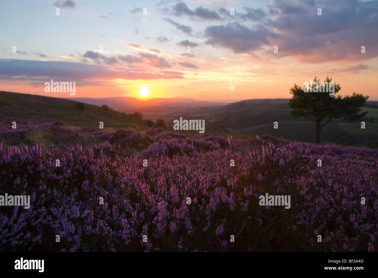 Sunset on Heather Stock Photo - Alamy