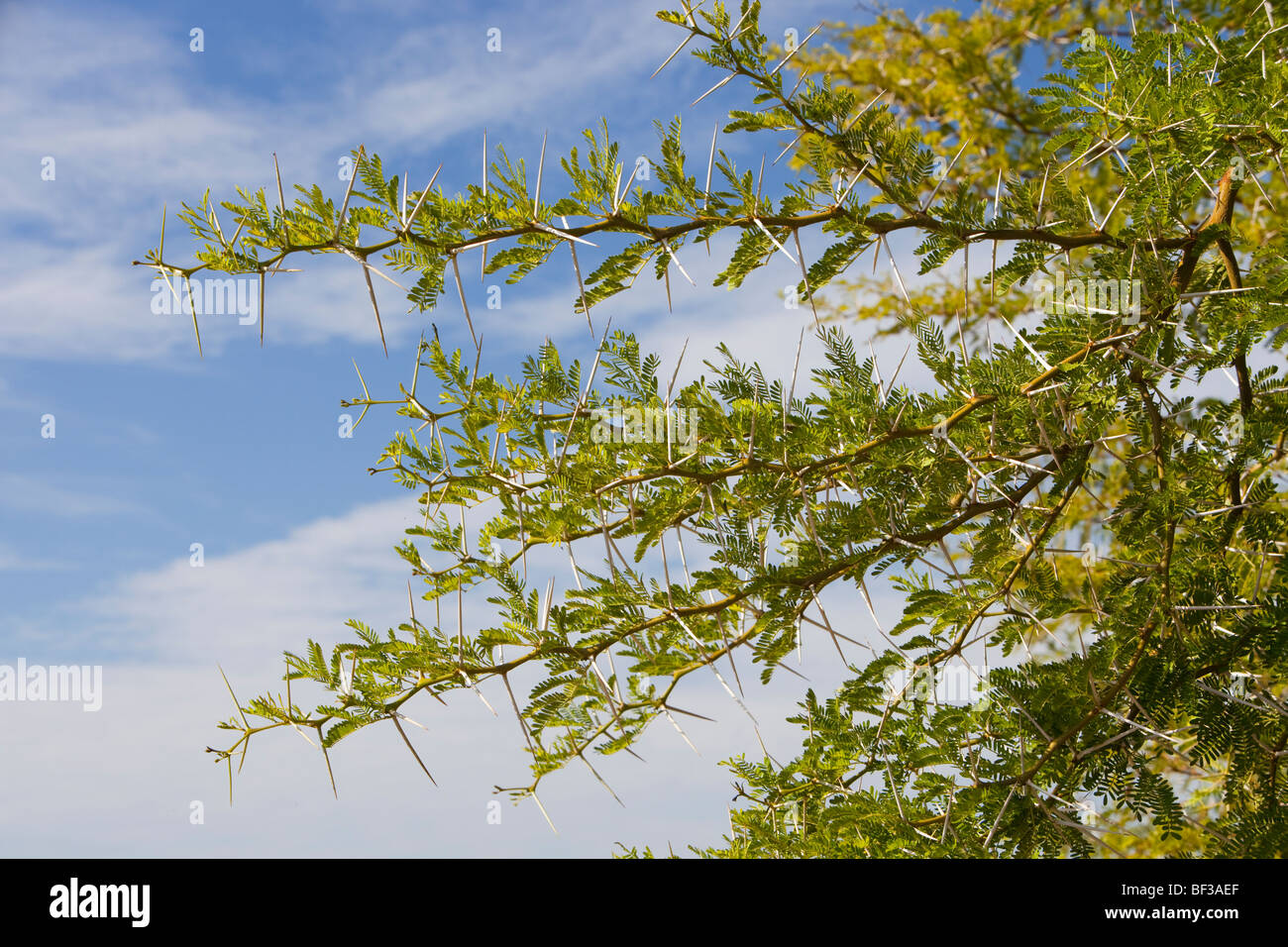 Thorny tree hi-res stock photography and images - Alamy
