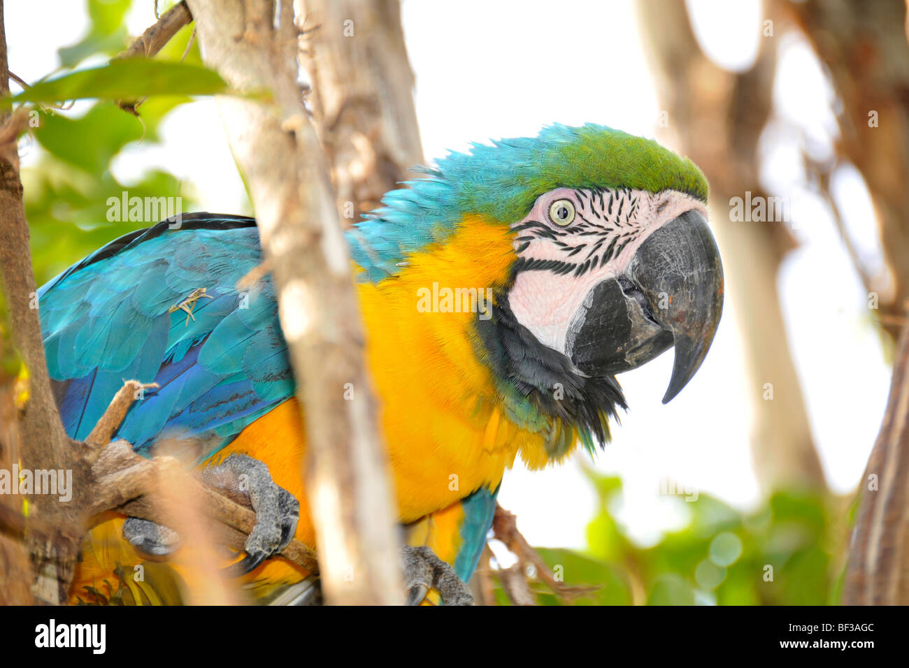 Blue and yellow macaw, Ara ararauna, San Francisco Ranch at Pantanal, Miranda, Mato Grosso do ...