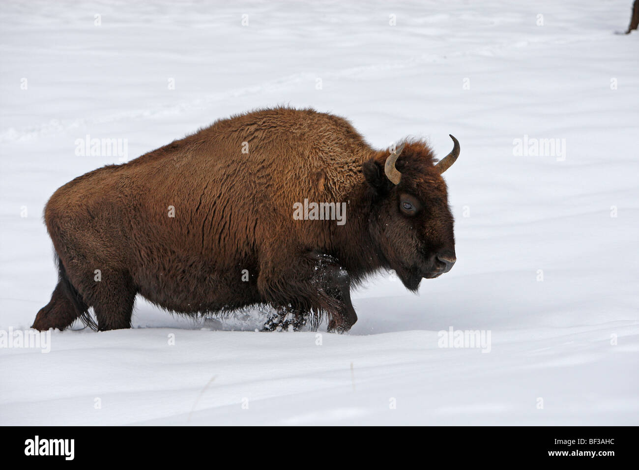 Bison (Bison bison) walking through deep snow, Yellowstone National ...