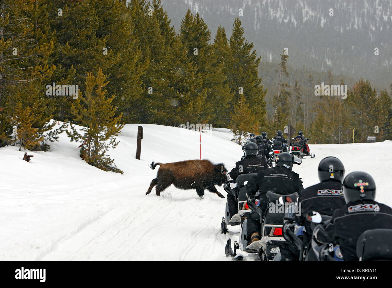 Homo sapiens bison hi-res stock photography and images - Alamy