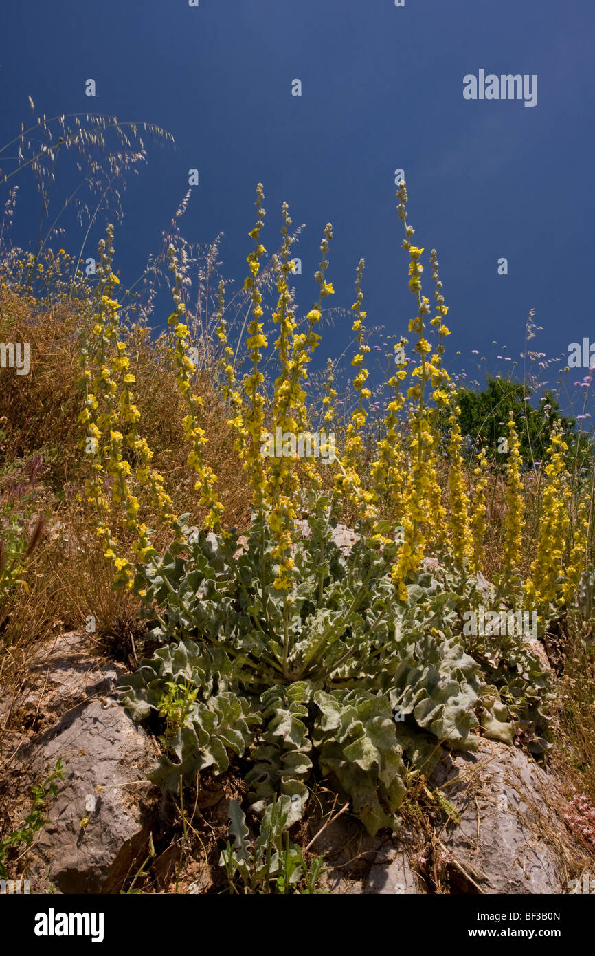Greek mullein hi-res stock photography and images - Alamy