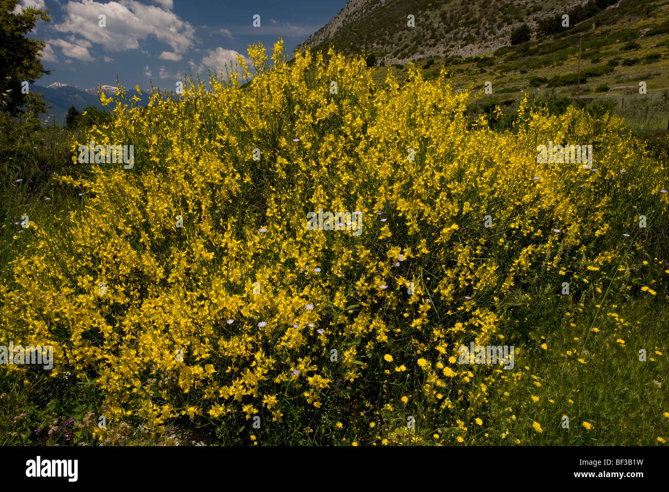 Spanish Broom Spartium junceum in flower at Delphi, Greece Stock Photo ...