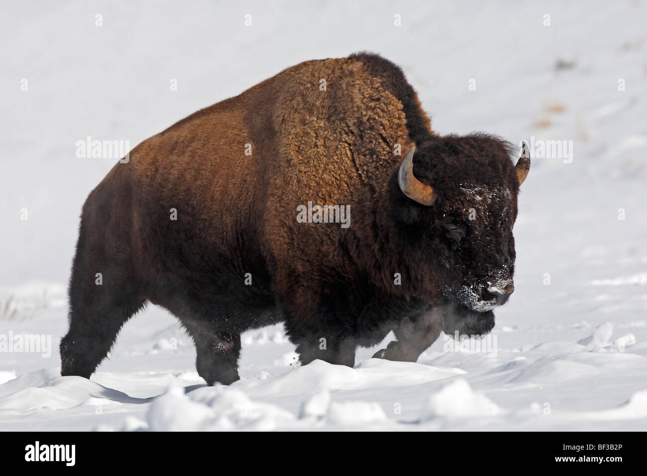 Bison (Bison bison) walking through deep snow, Yellowstone National ...