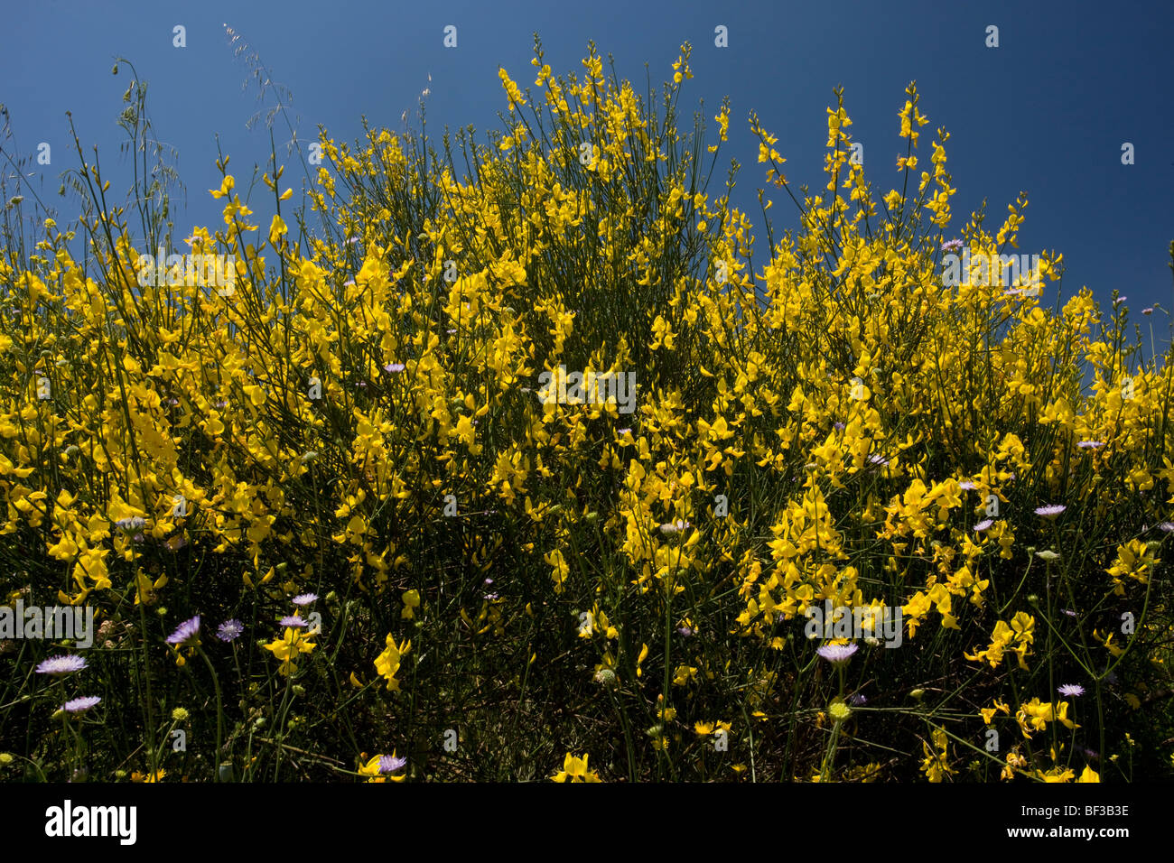 Spanish Broom Spartium junceum in flower at Delphi, Greece Stock Photo ...