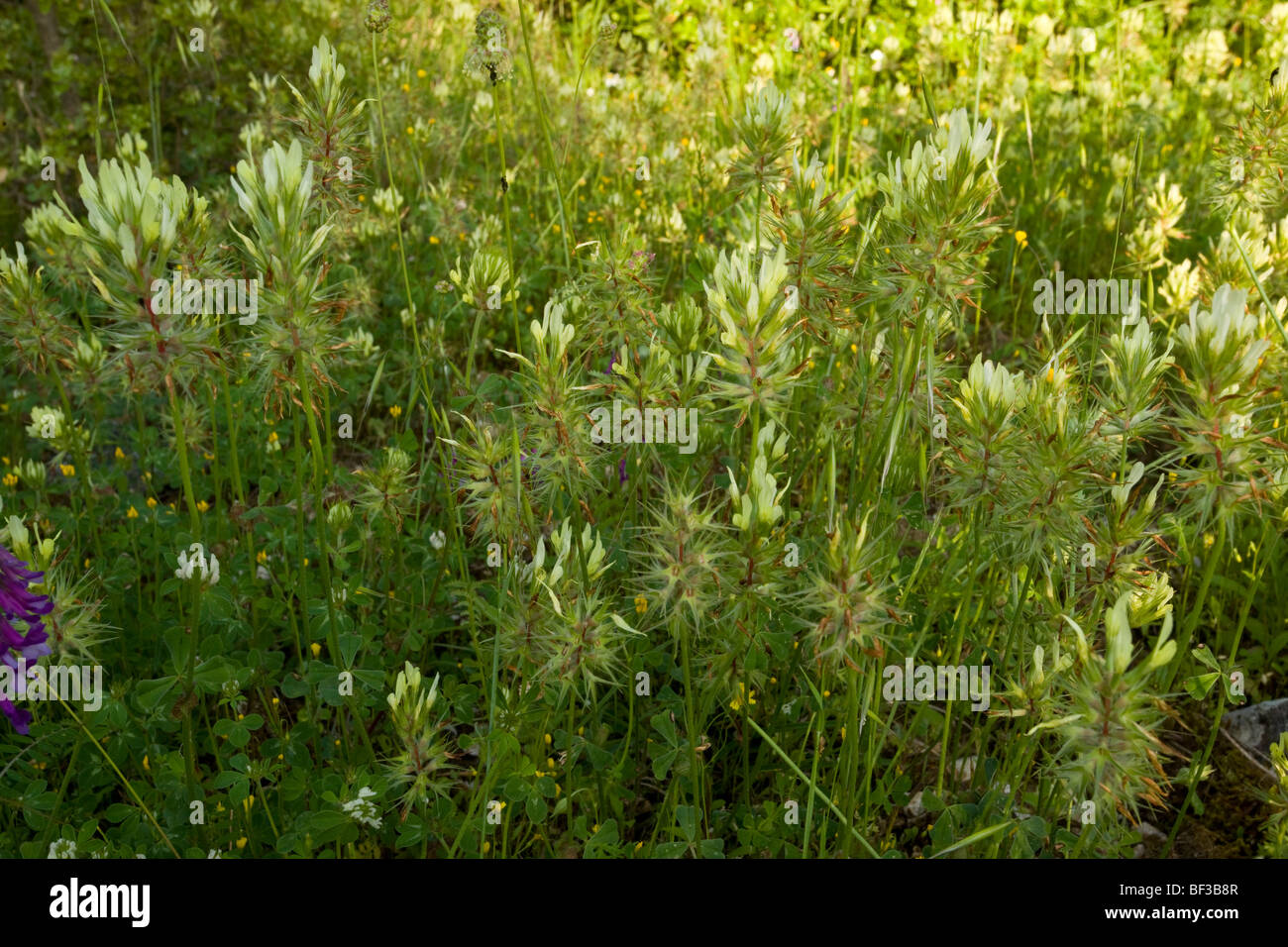 Yellow form of Starry Clover Trifolium stellatum var. xanthinum in ...