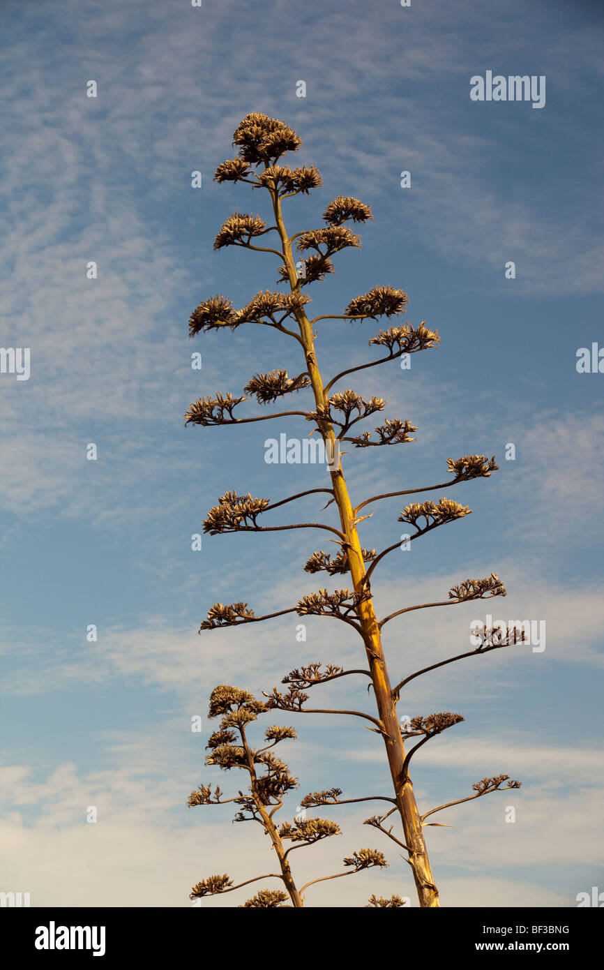 A massive flower spike in teos, Western Turkey Stock Photo - Alamy