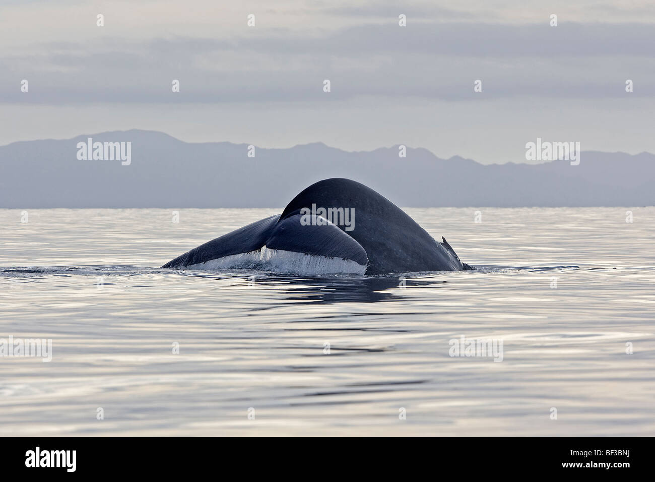 Blue Whale (Balaenoptera musculus), fluking Stock Photo - Alamy
