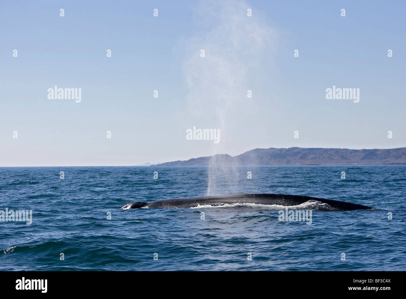 Whale breathing surface hi-res stock photography and images - Alamy