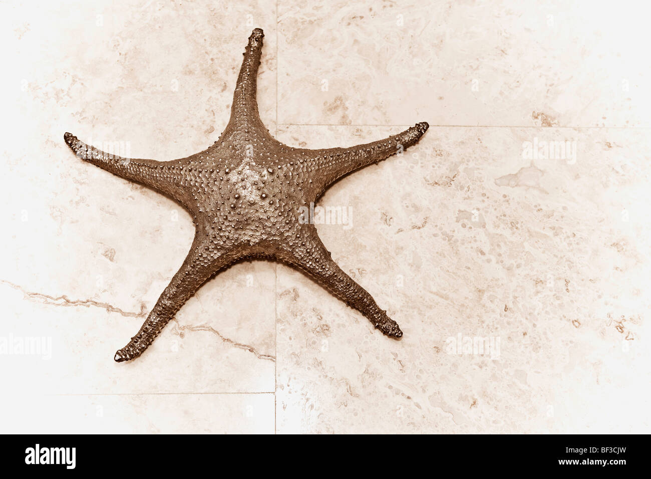 Close-up of a metallic starfish Stock Photo - Alamy