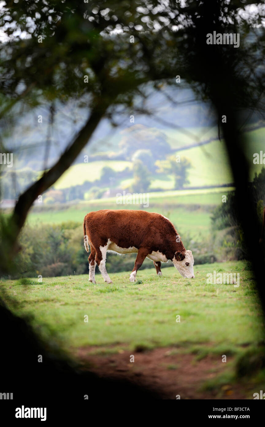 Devon field with cattle hi-res stock photography and images - Alamy
