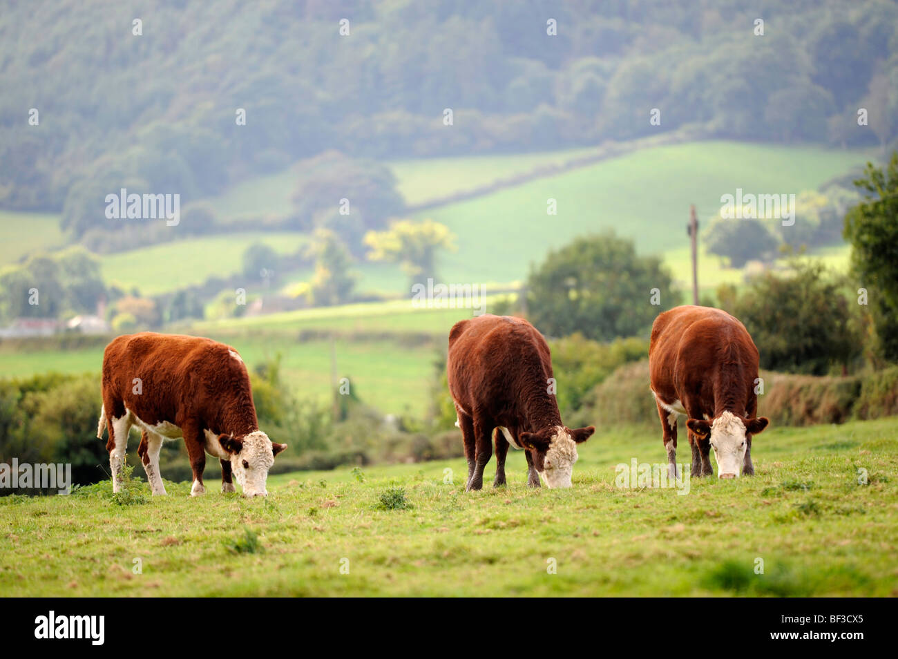 Devon field with cattle hi-res stock photography and images - Alamy