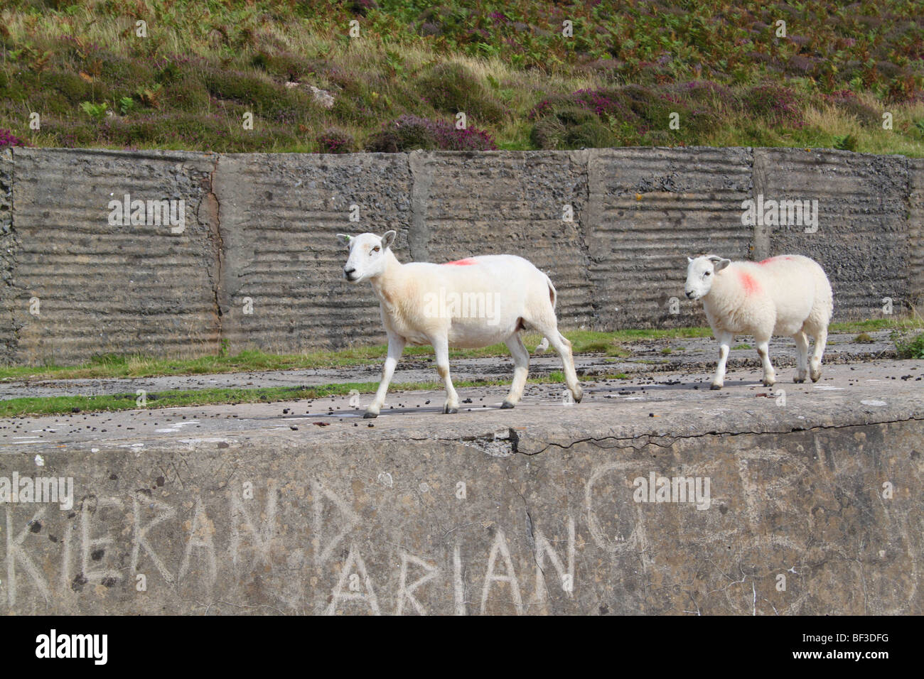 Sheep walking along a wall with graffiti, Rhossili Bay, The Gower ...