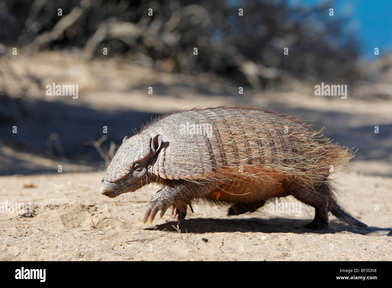 Hairy armadillo walking hi-res stock photography and images - Alamy