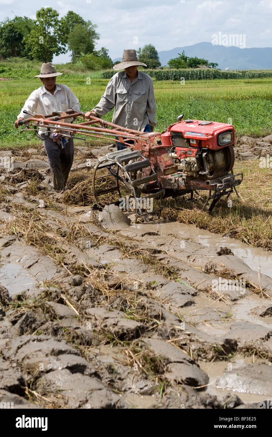 Thai farmers plough thepadi field ready for planting rice Stock Photo ...