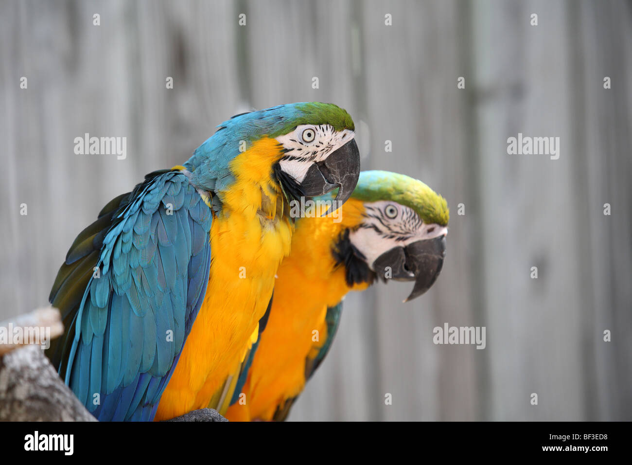 Two Macaw Parrots Stock Photo - Alamy