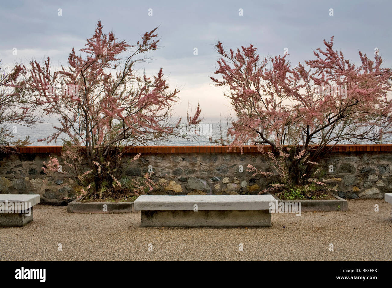 Tamarisk bush hi-res stock photography and images - Alamy