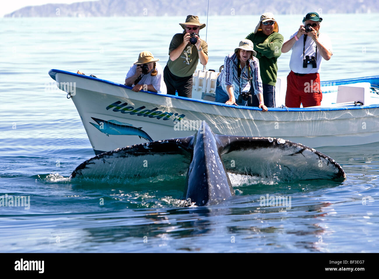 Humpback Whale (Megaptera novaeangliae). Whale-watchers watching diving ...