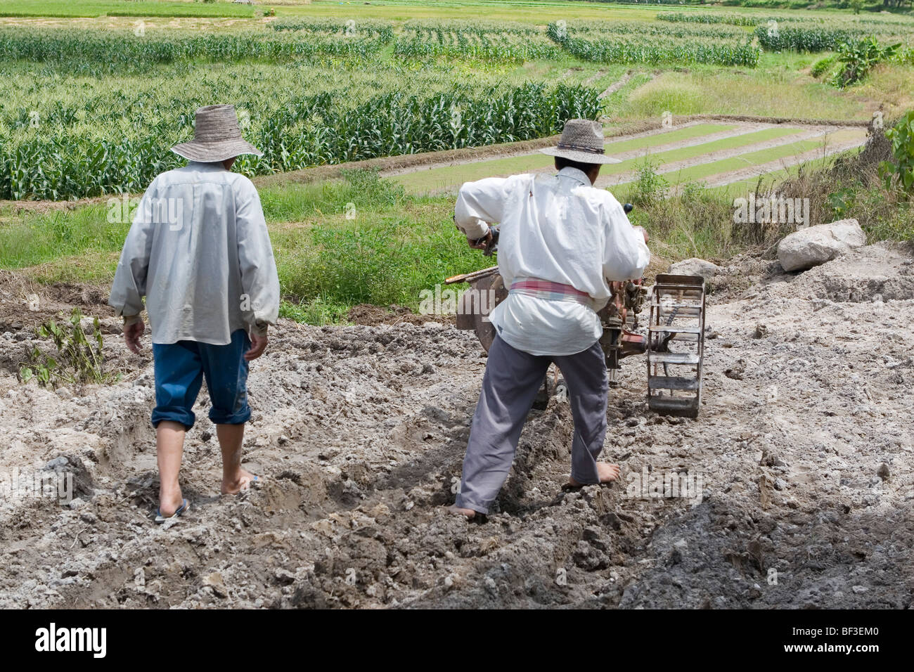 Thai farmers plough thepadi field ready for planting rice Stock Photo ...