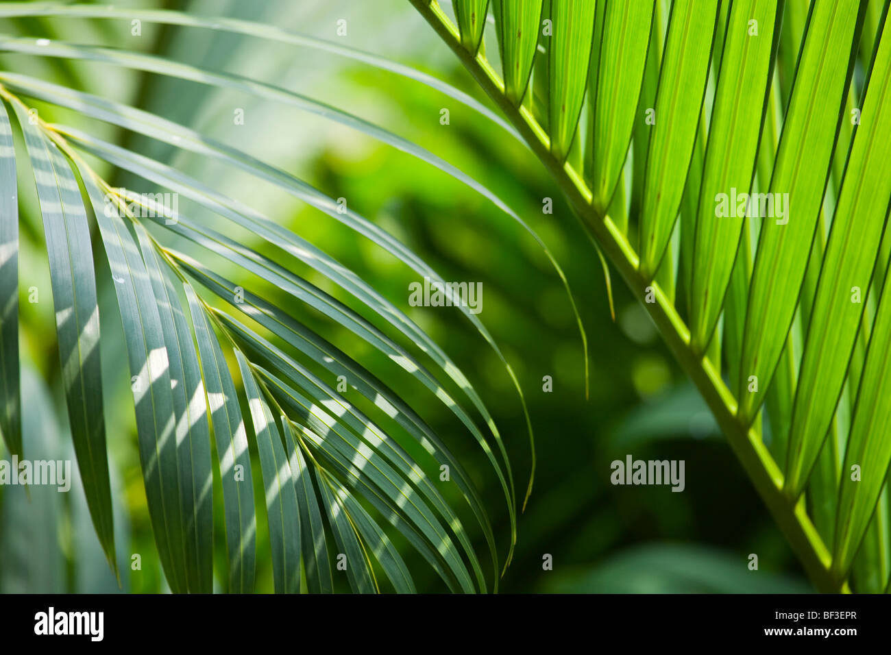 Palm leaves tree plant leaf hi-res stock photography and images - Alamy