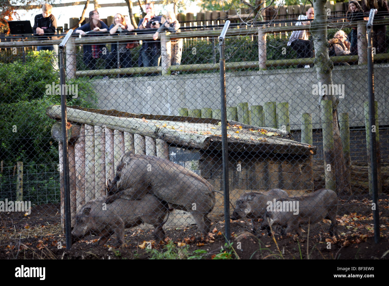 Two hogs mating at London Zoo viewed from the Regents Canal Stock Photo ...