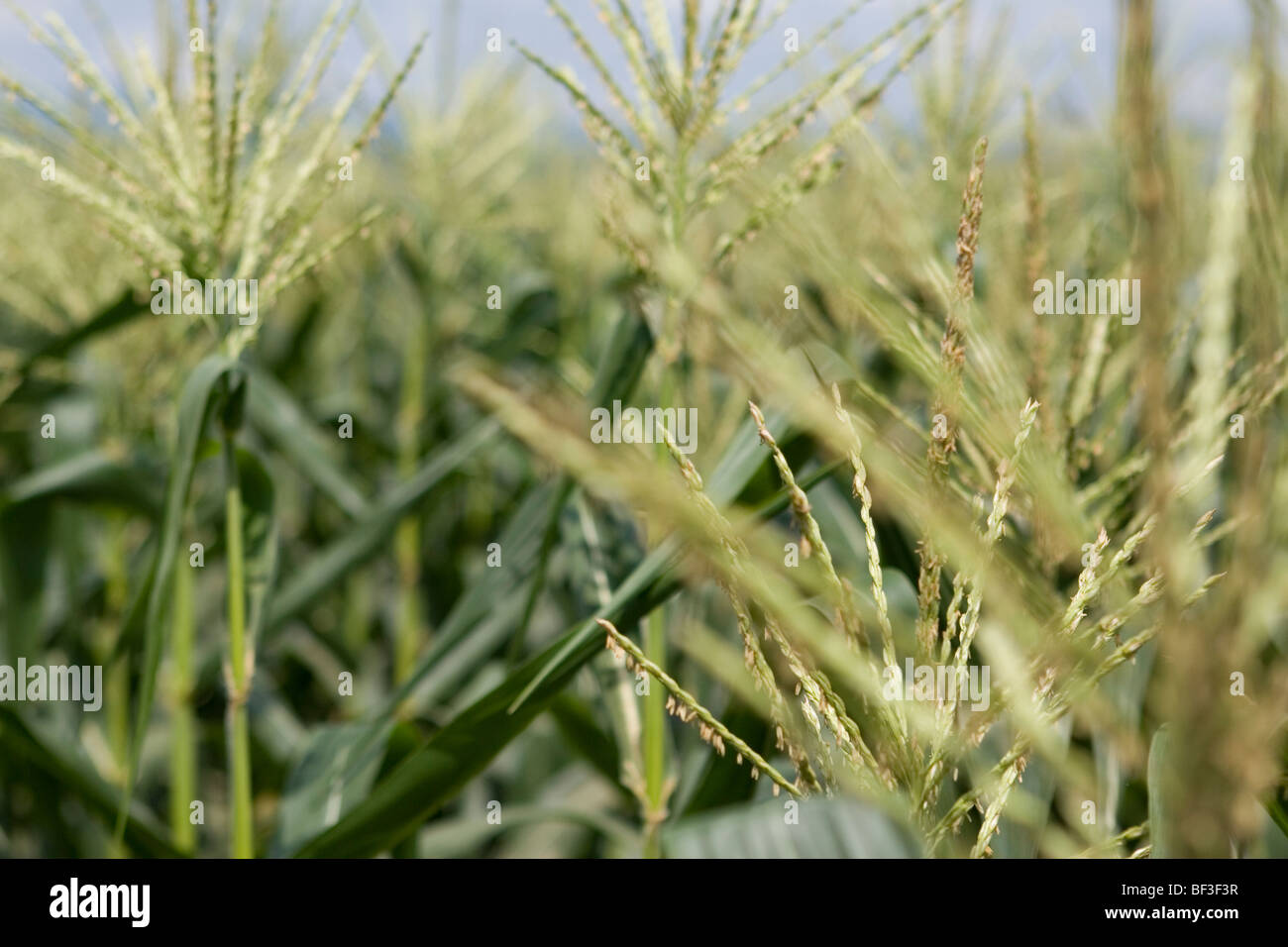 Sweetcorn plants growing in the fields of Chiang Rai, Northern Thailand ...