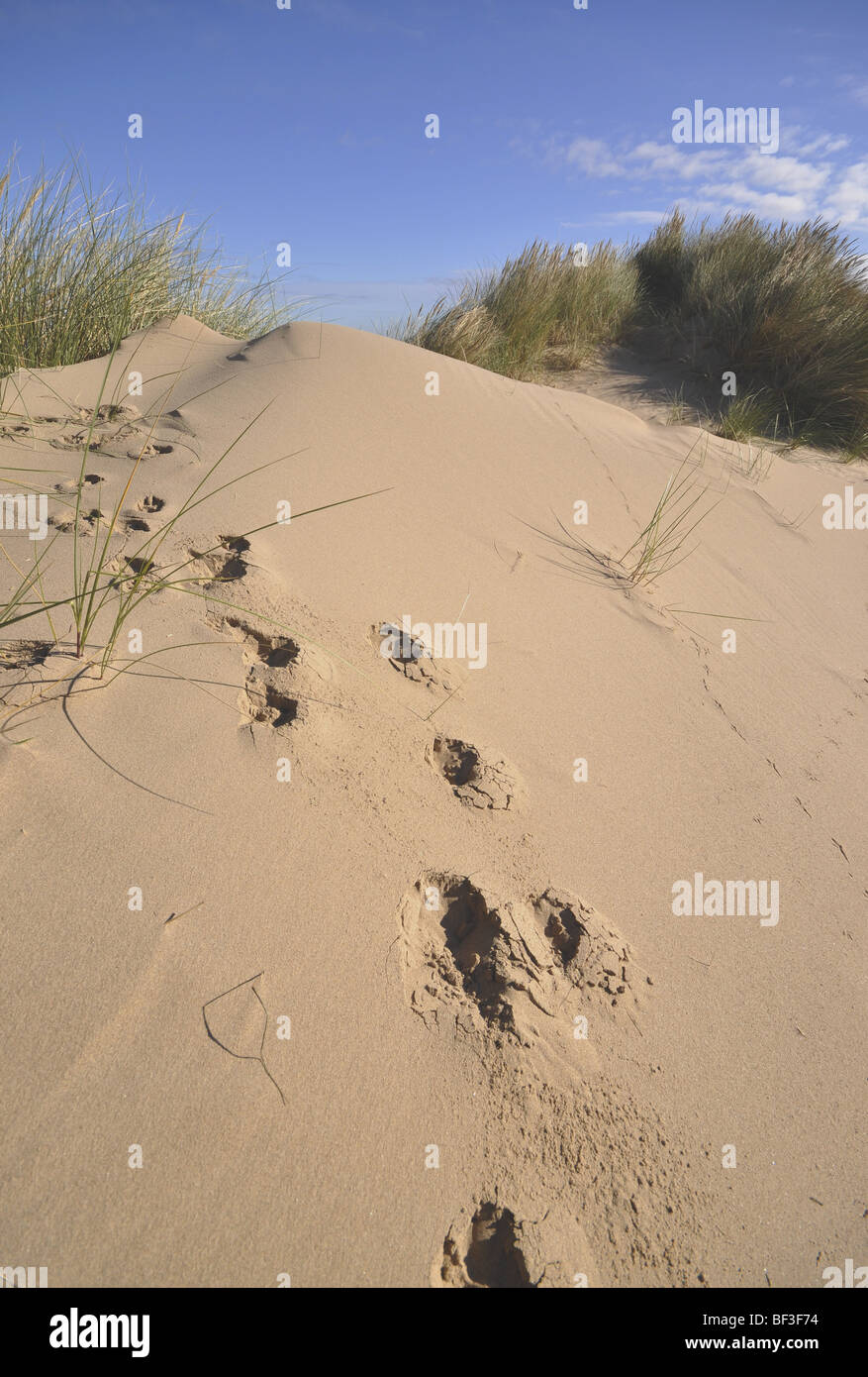 Sand dunes talacre beach point hi-res stock photography and images - Alamy