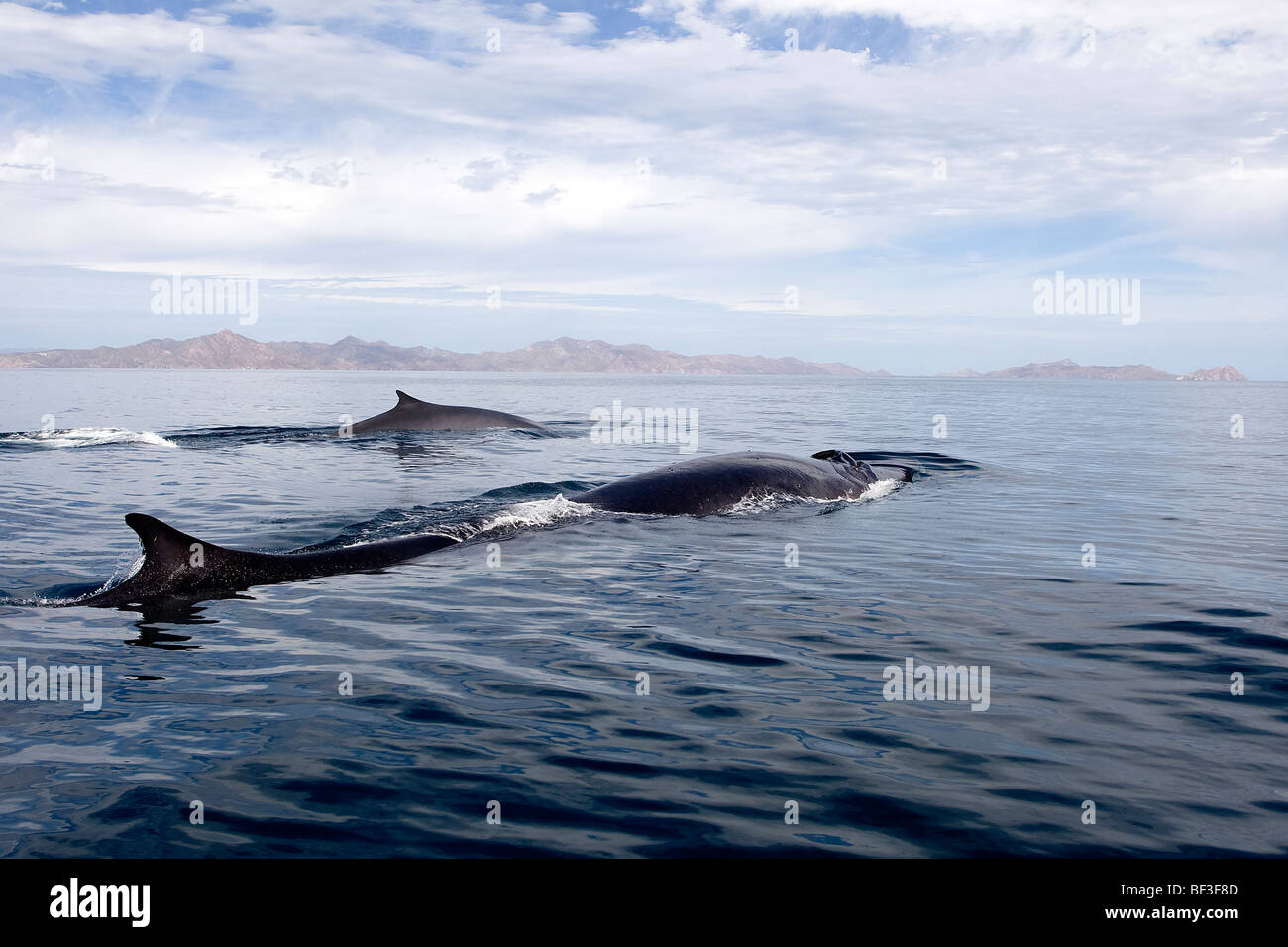 Fin Whales, Finback Whales, Common Rorquals (Balaenoptera physalus ...