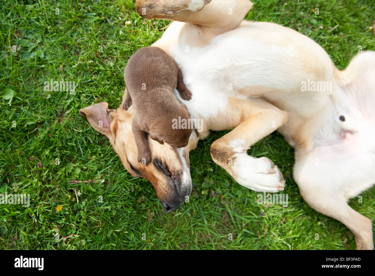 Puppy playing with adult dog Stock Photo - Alamy
