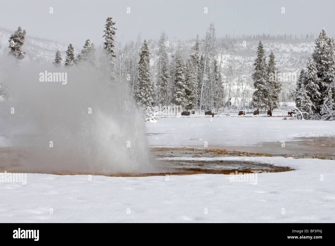Geyser yellowstone snow hi-res stock photography and images - Alamy