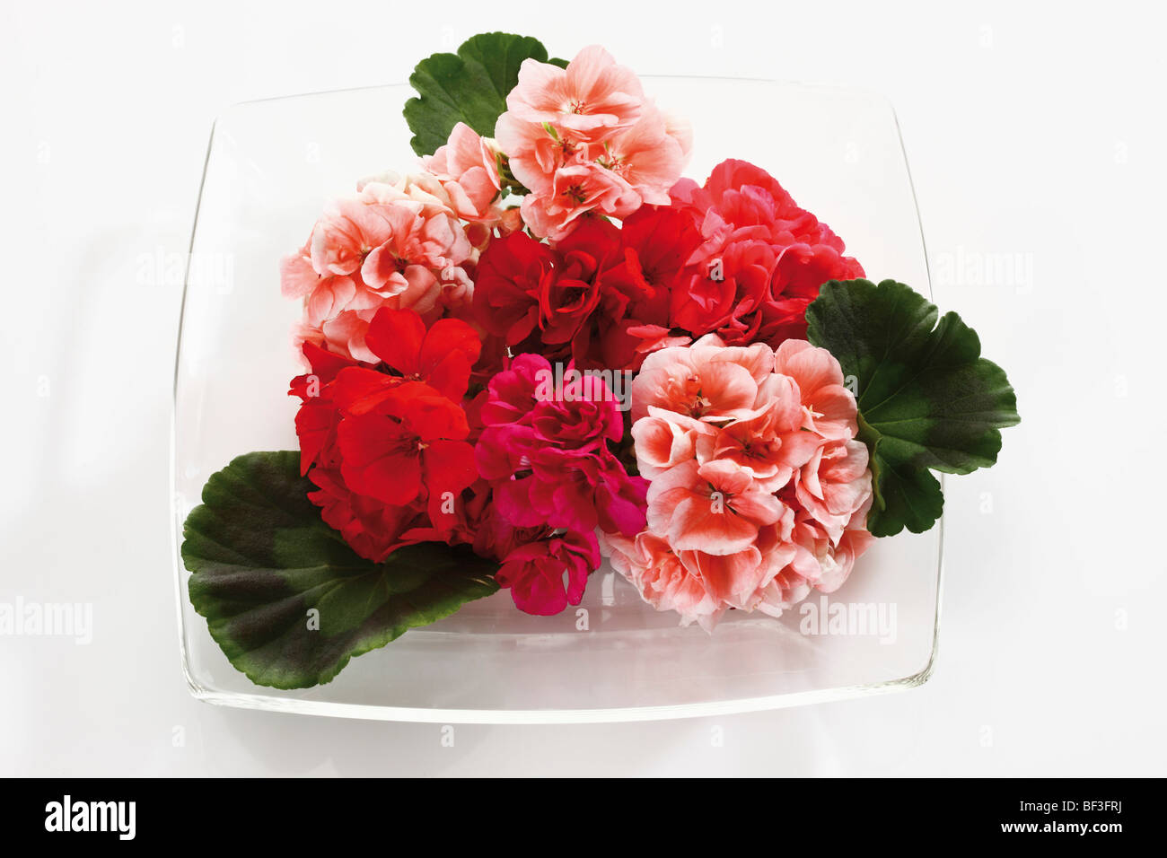 Geraniums on a glass plate Stock Photo - Alamy