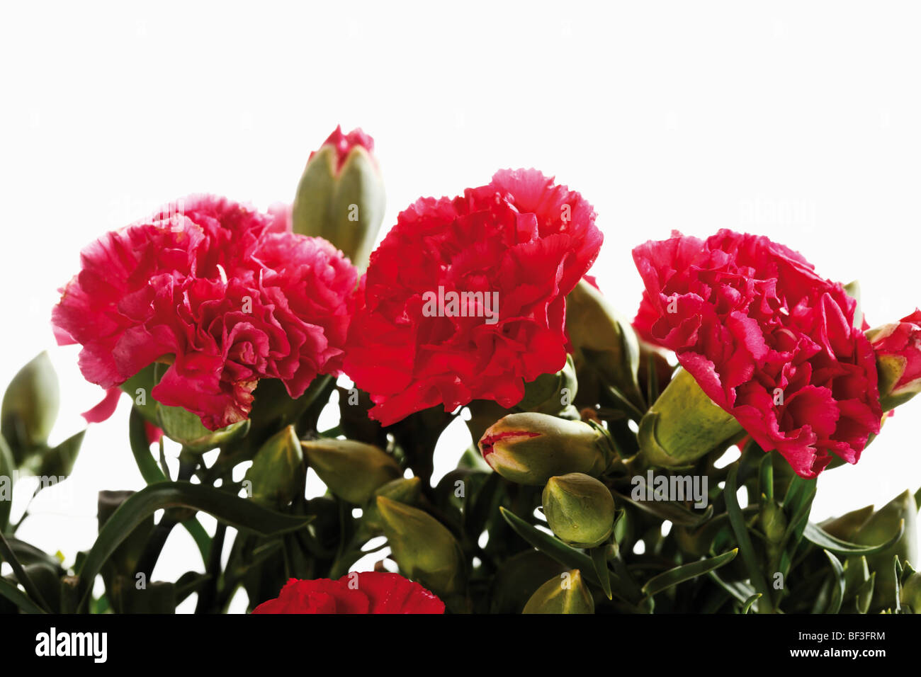 Species of carnations hi-res stock photography and images - Alamy
