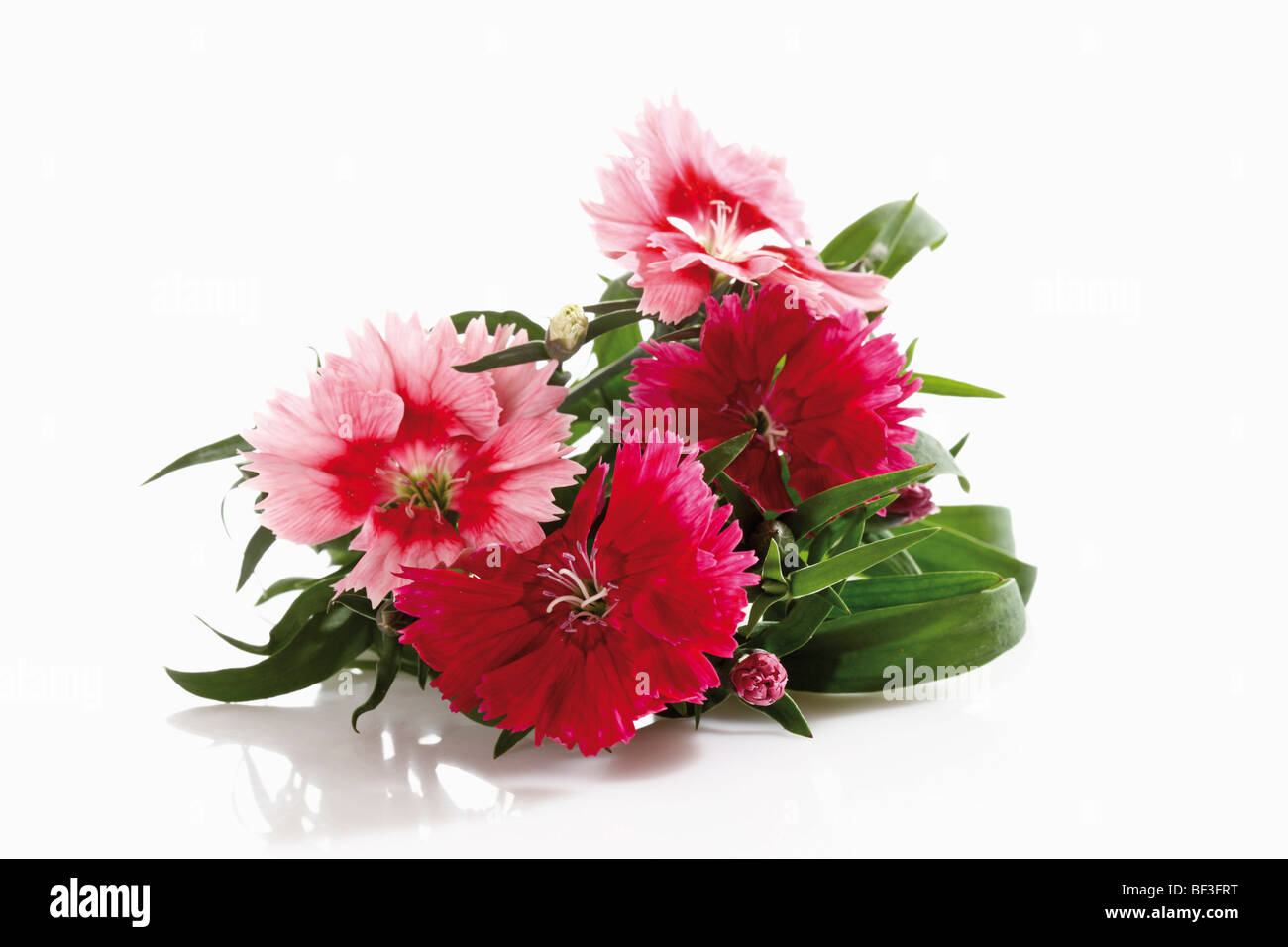 Dianthus chinensis china pink flowers hi-res stock photography and ...