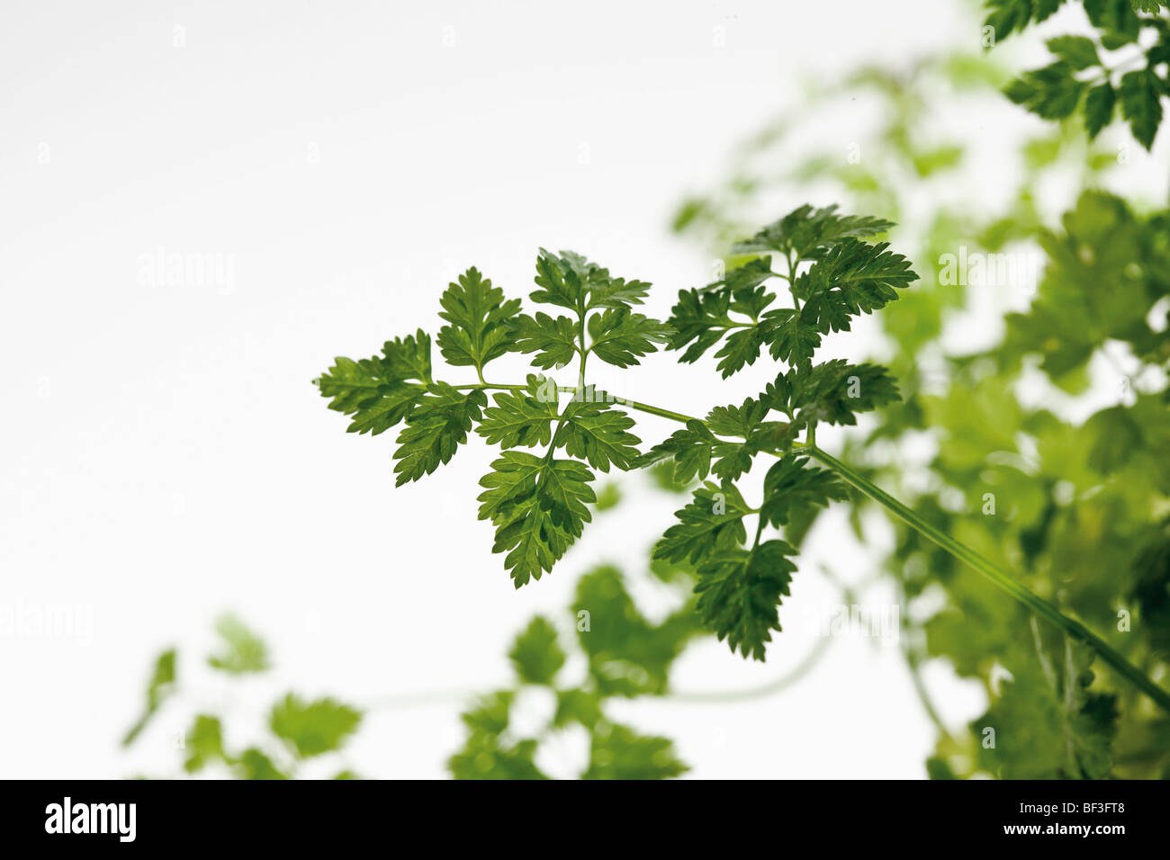 Chervil types hi-res stock photography and images - Alamy