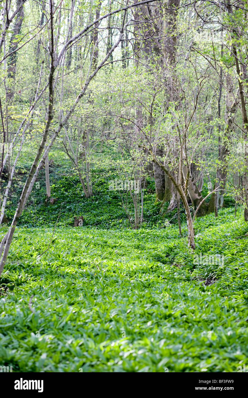 Ground cover forest plants hi-res stock photography and images - Alamy